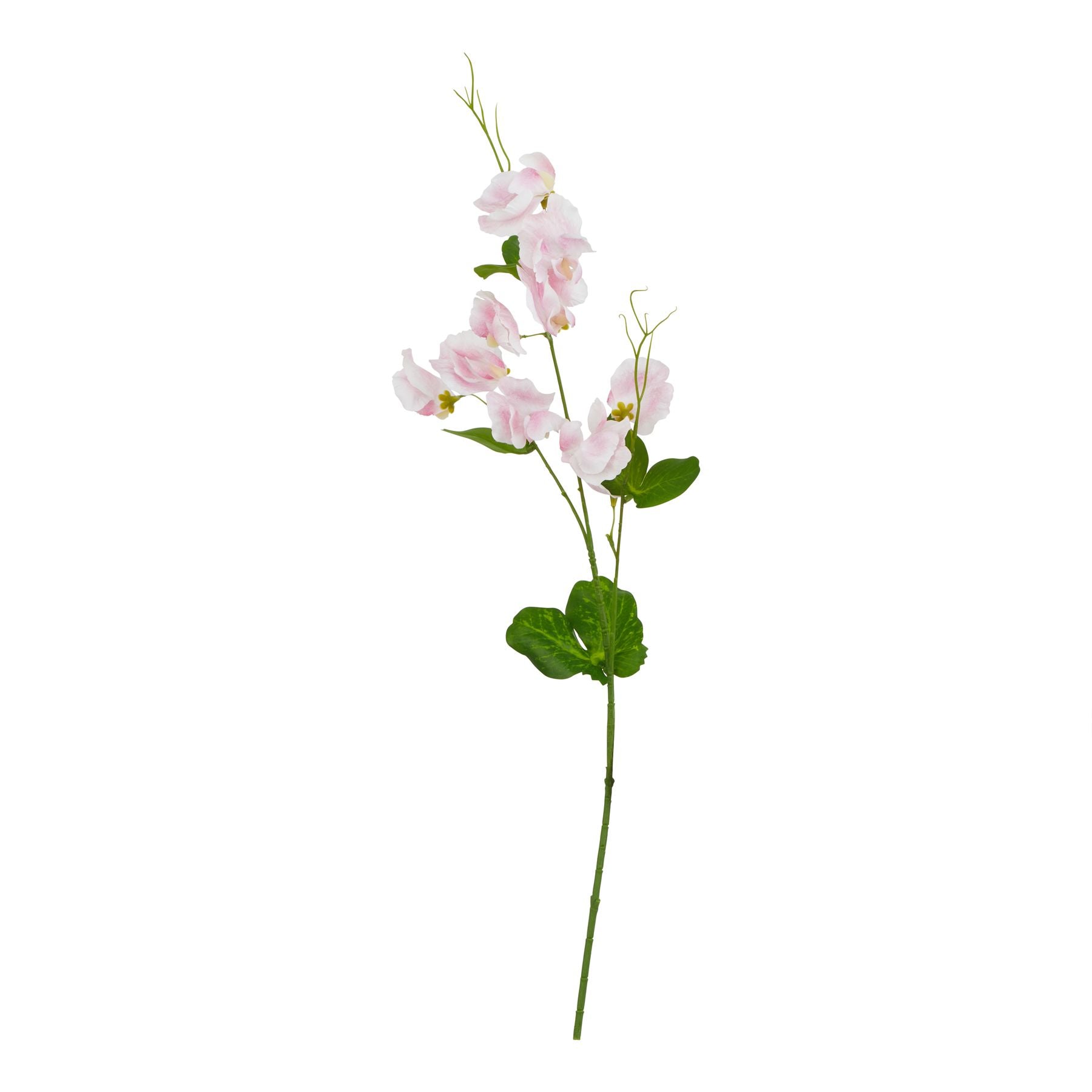 The Natural Garden Collection Pale Pink Sweetpea Stem – Modern Rattan Ltd